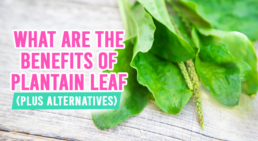 What Are The Benefits of Plantain Leaf (Plus Alternatives)